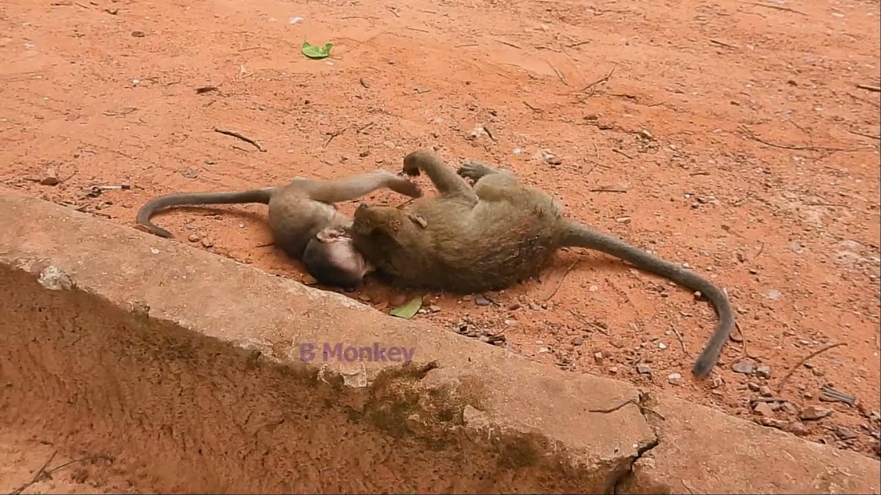 Super Active Baby Monkey Bobby Playing In The morning - YouTube