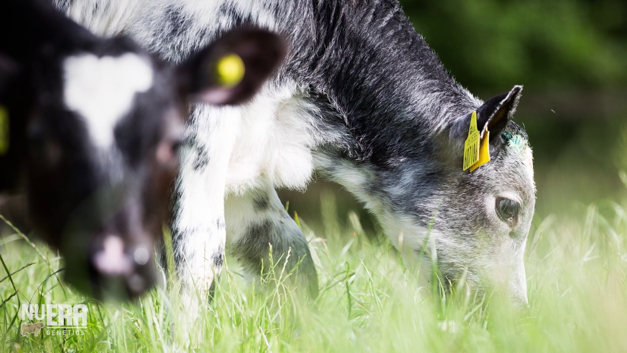 ABS Global Launches NuEra Genetics - YouTube