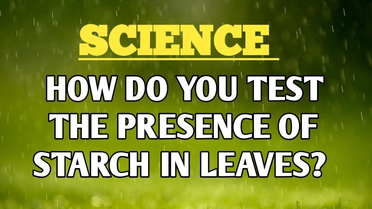 How do you test the presence of starch in leaves? /#science . - YouTube