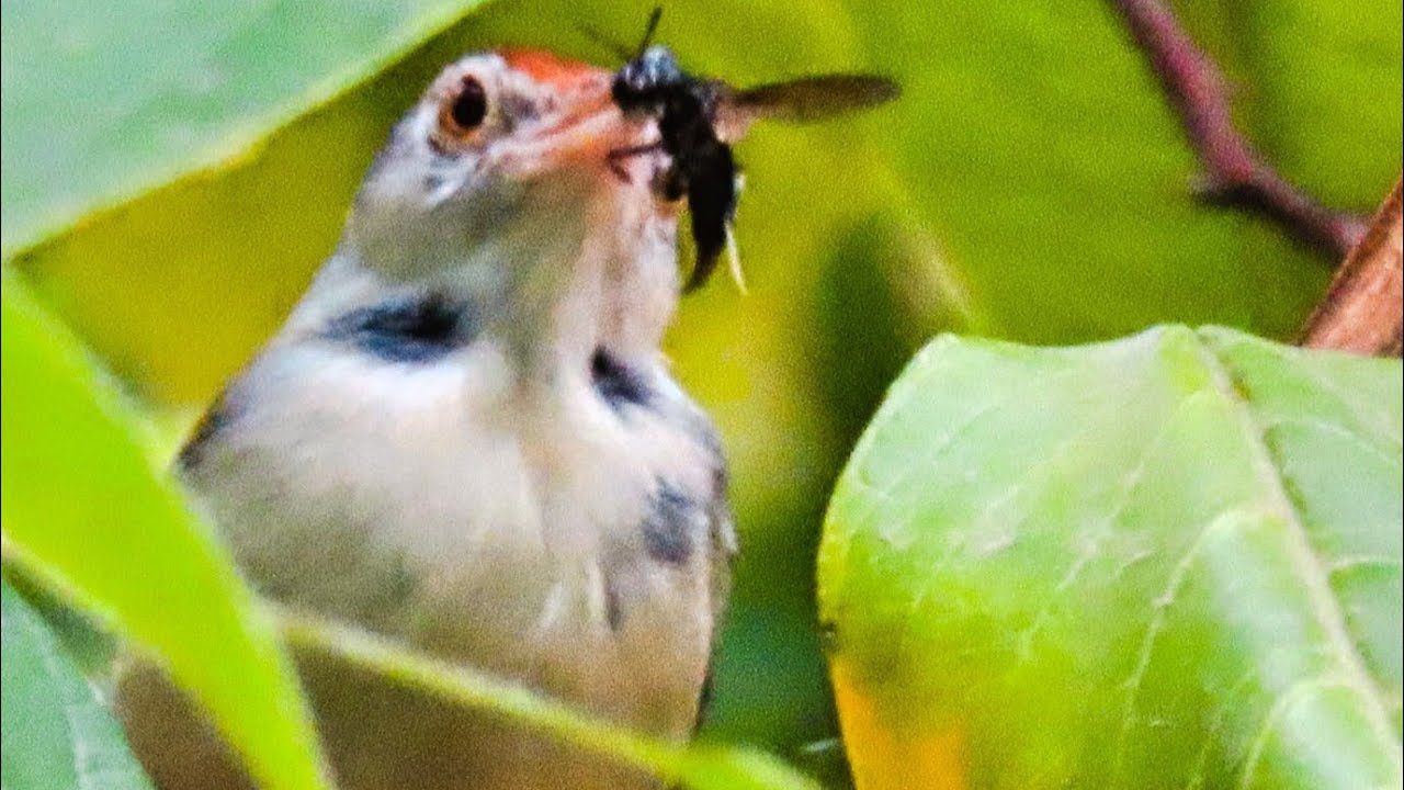 Taylor Bird Pair Untiringly Feeding Chicks In Unique Nest - YouTube
