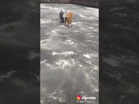 (Güvercin)İle (Kedi)bin Oyun dostluğu izlemeye değer