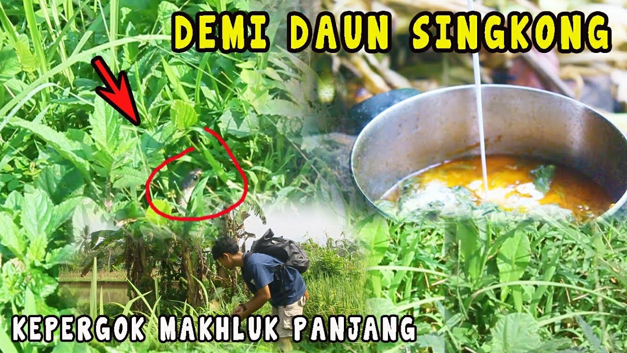 PAS NGAMBIL DAUN SINGKONG UNTUK MASAKAN MALAH MERGOKIN SESUATU ...