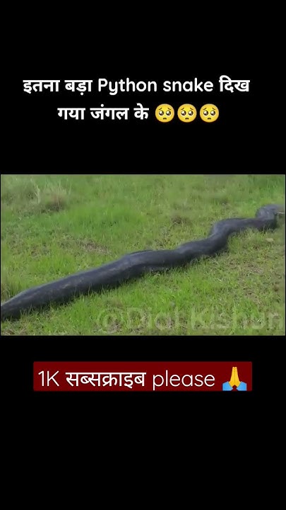 Massive python in field |#shorts #python #snake #bigpython #karaoke - YouTube
