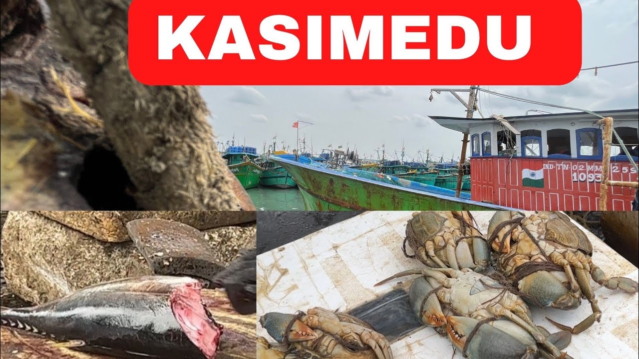 Kasimedu Fishing harbour 🔥| N4 Beach ⛱️ | Royapuram boat ⛵| 🤩🐟🐠🐡 # ...
