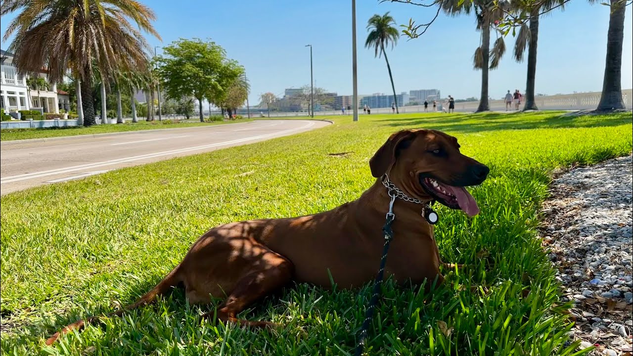 Ruby the rhodesian ridgeback taking a rest - YouTube
