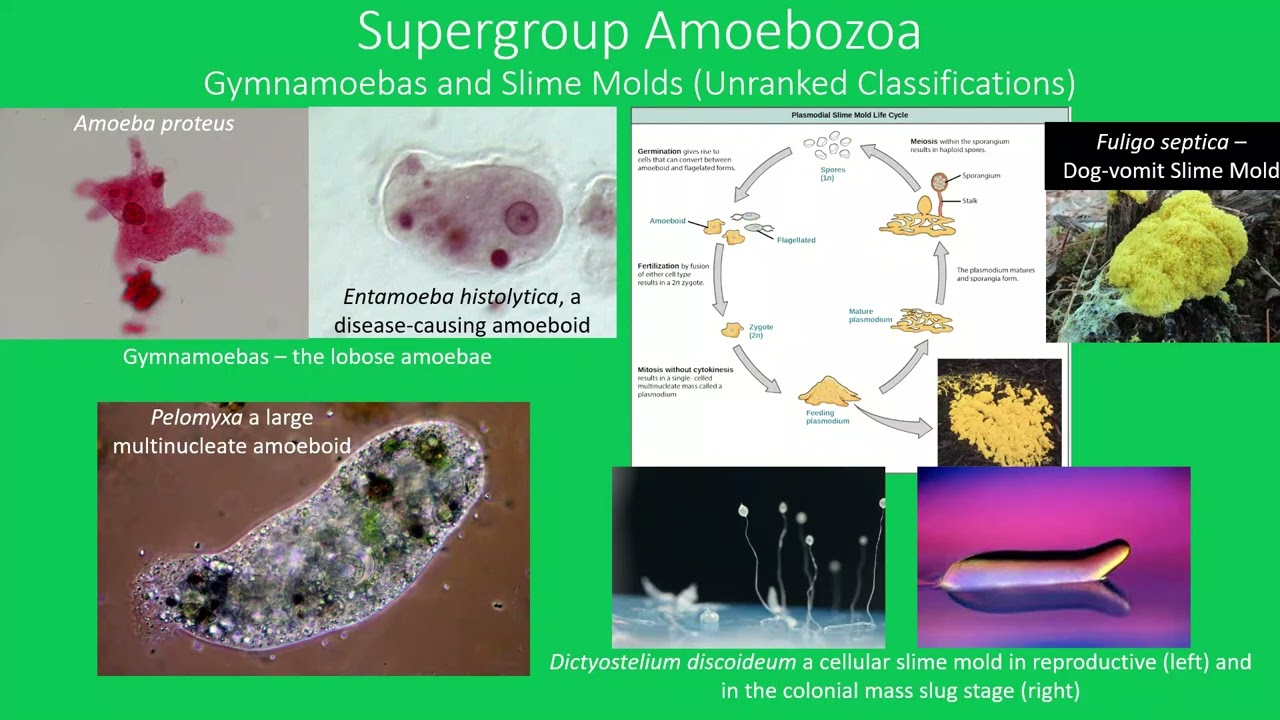 23.2-23.3: Characteristics of Protists and Eukaryotic Supergroups - YouTube