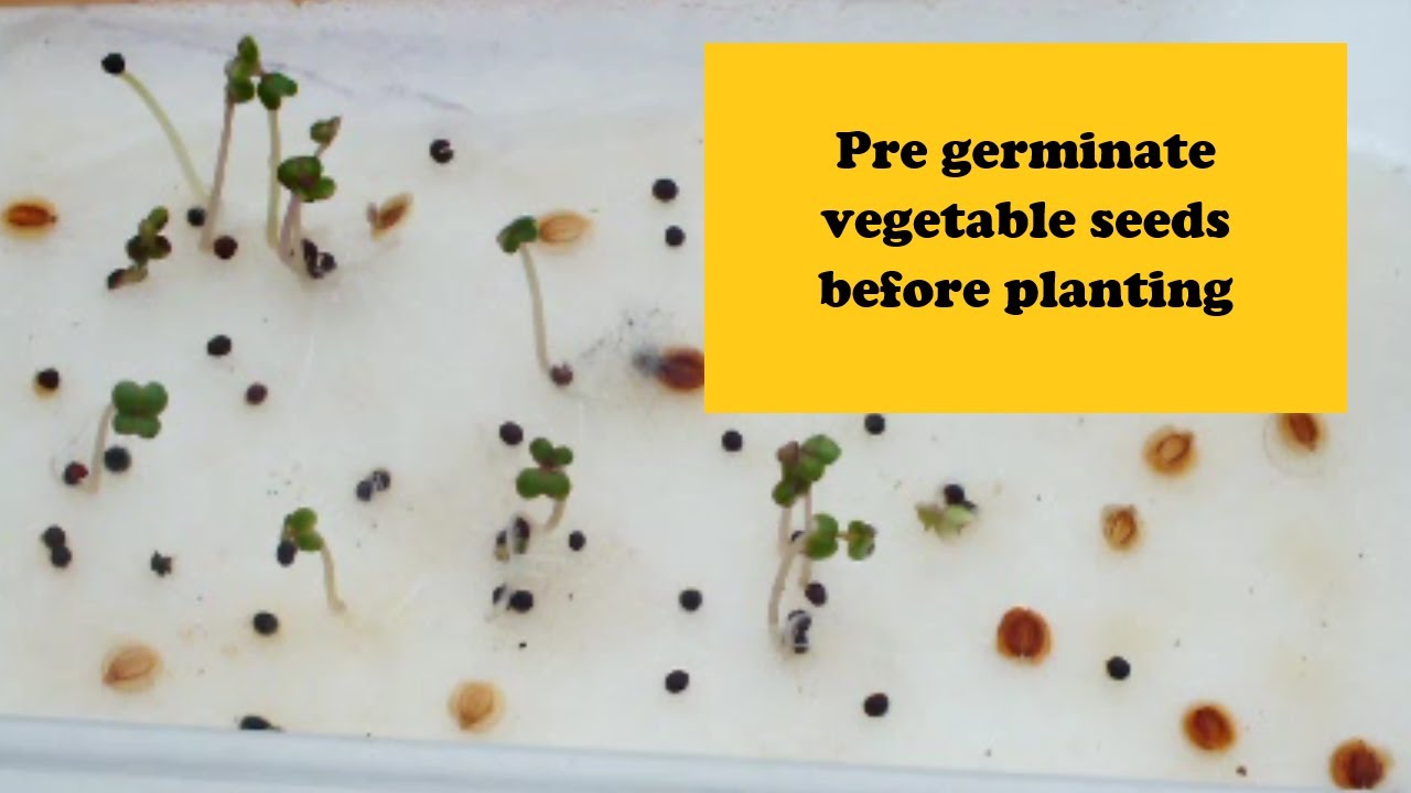 Planting Pre Germinated Vegetable seeds, beetroot, parsnips, swede's ...