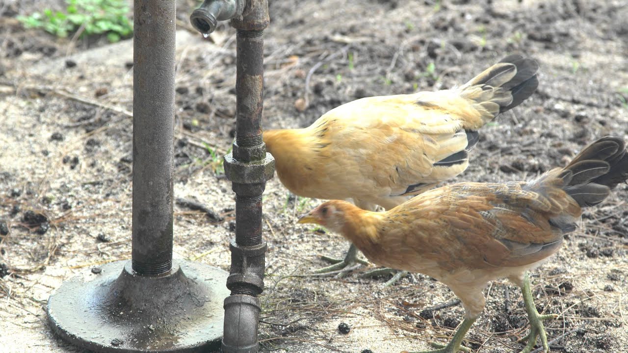 Feral Chickens at Bonsai Pipeline Park 4K (A7RII w/ EF 24-105 Lens) 3 ...