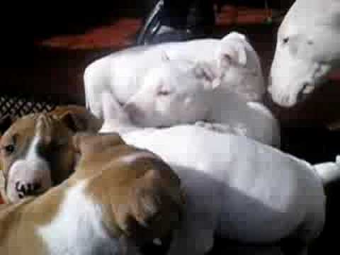Bull terrier fight - YouTube