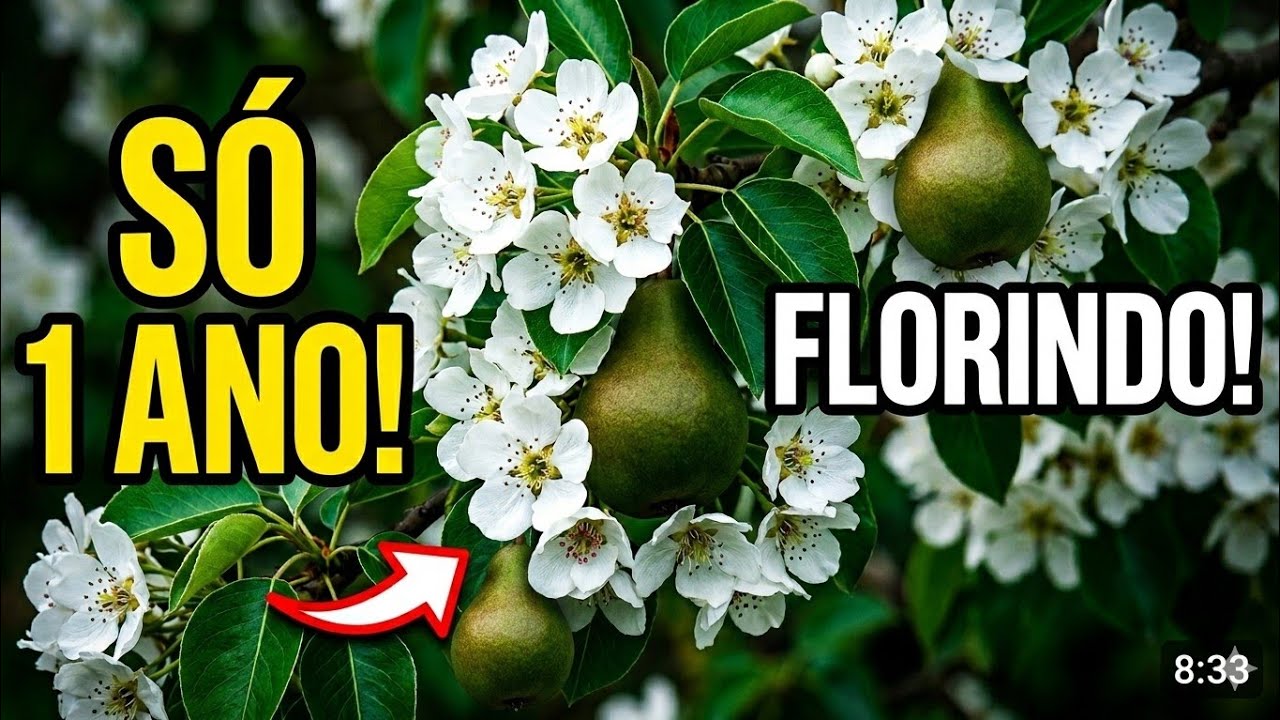 Pé de pera produzindo flores | Floração da pera pêra 🍐 EARLY BON ...