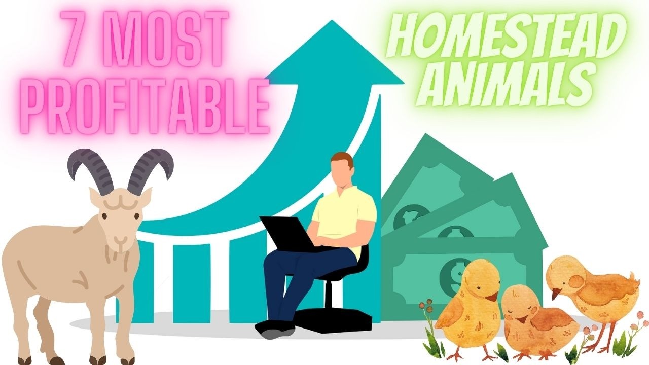 From Barn to Bank: Discover the 7 Most Lucrative Homestead Animals ...