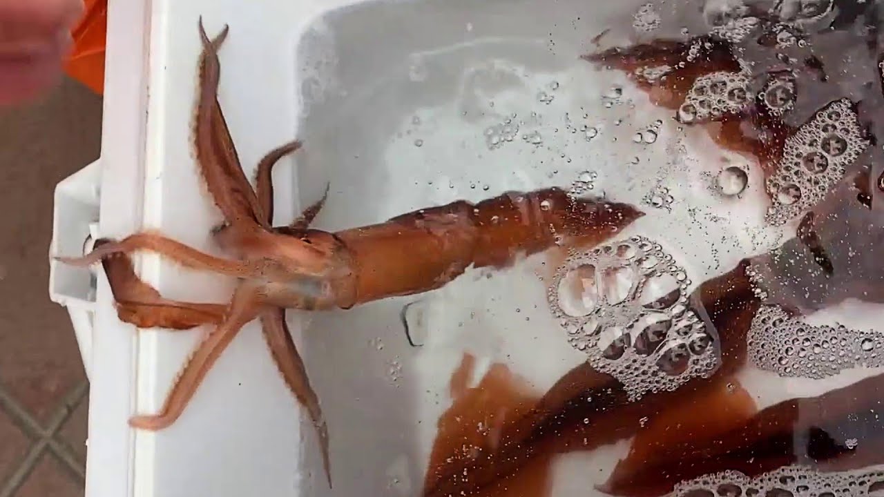Prepared Alive : LIVE Squid Sashimi In Japan - Ikizukuri - YouTube