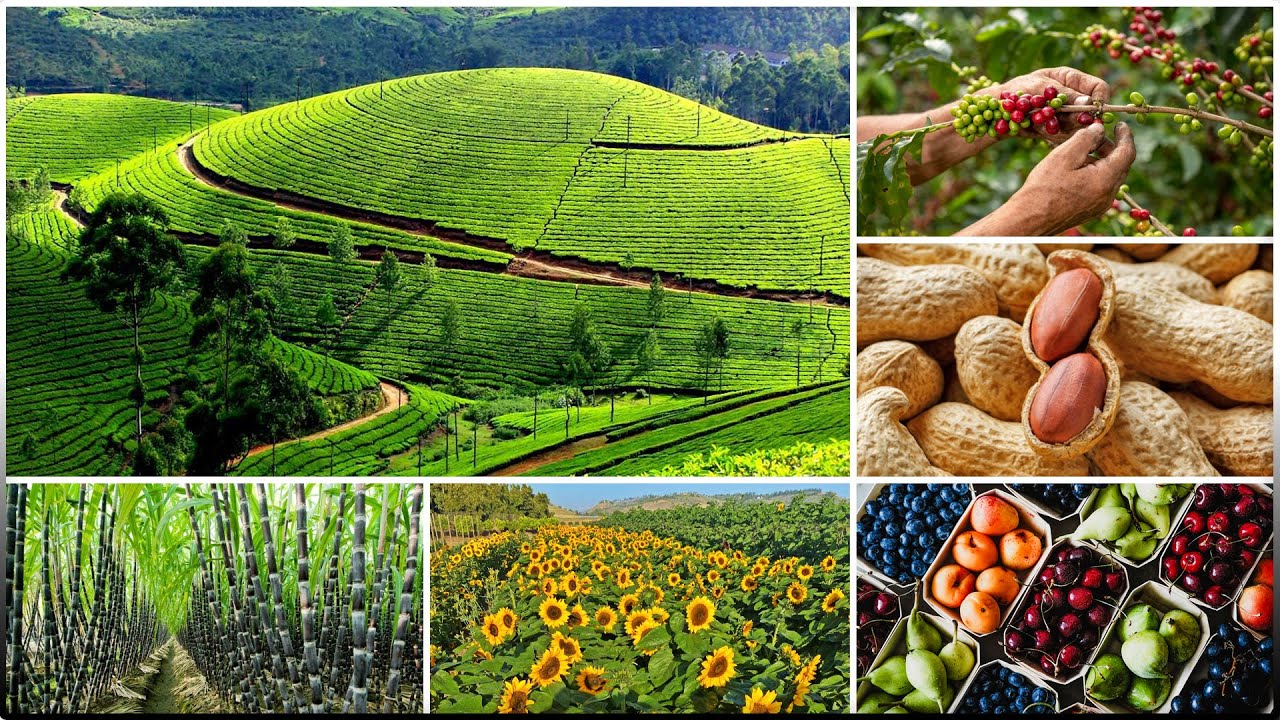 Food crops other than grains: Sugarcane, oilseeds, groundnuts, tea ...