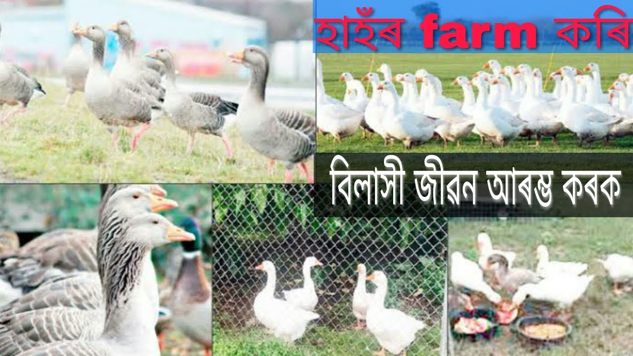 duck farm in assam // how to start a duck farm // হাহঁ পালন - YouTube