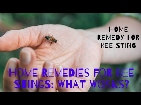 Home Remedies for Bee Stings: What Works? | home remedy for bee sting ...