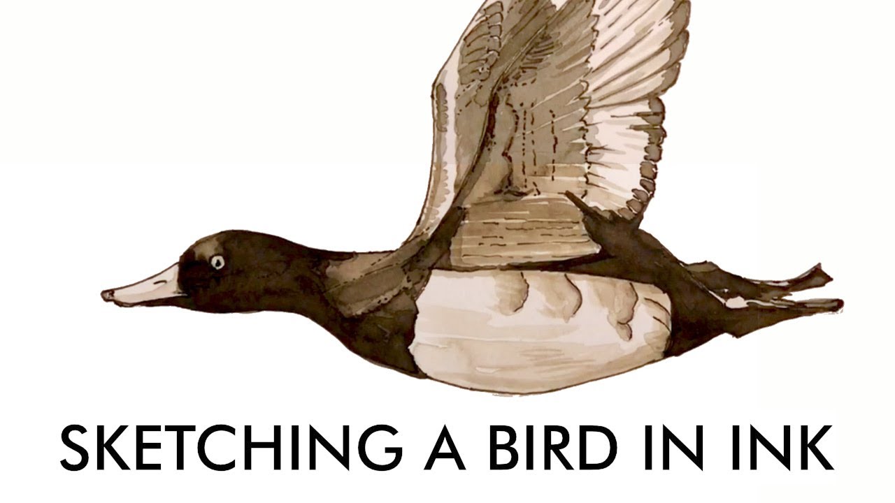 Sketching a duck in ink - YouTube