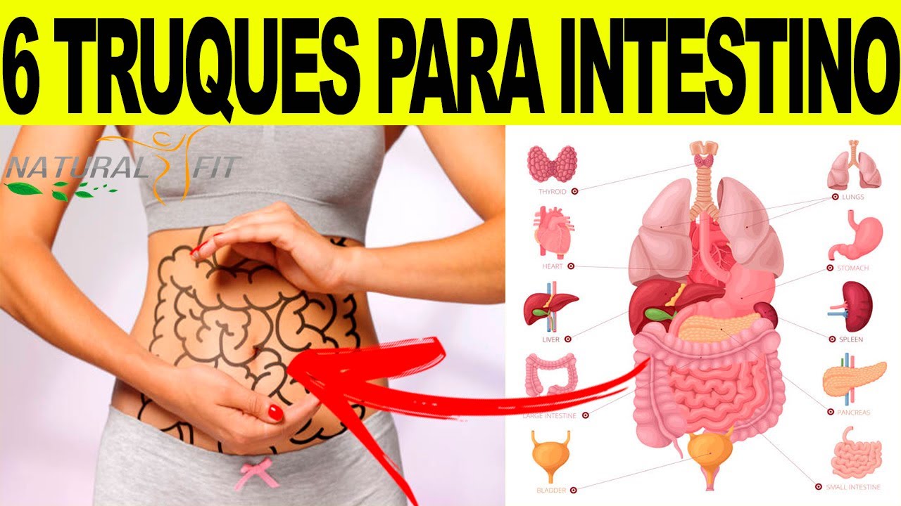 SEU INTESTINO É Saudável? PASSO A PASSO Para Manter O INTESTINO MAIS ...