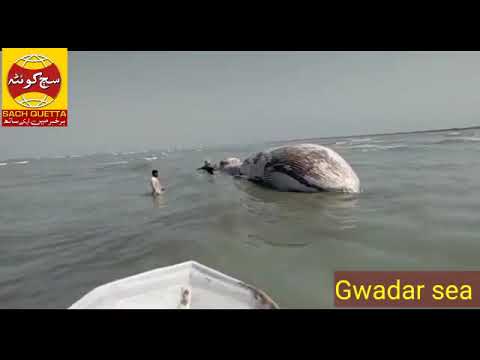 wheal fish - YouTube