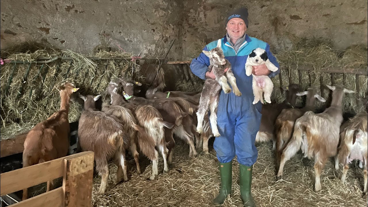 Allevamento “La Ciabro Sarvajo”di Gidio Tallone capre razza Bionda dell ...