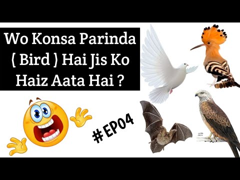 WO KONSA PARINDA ( BIRD ) HAI JIS KO HAIZ AATA HAI 😱 | HAIRAT ANGEZ ...