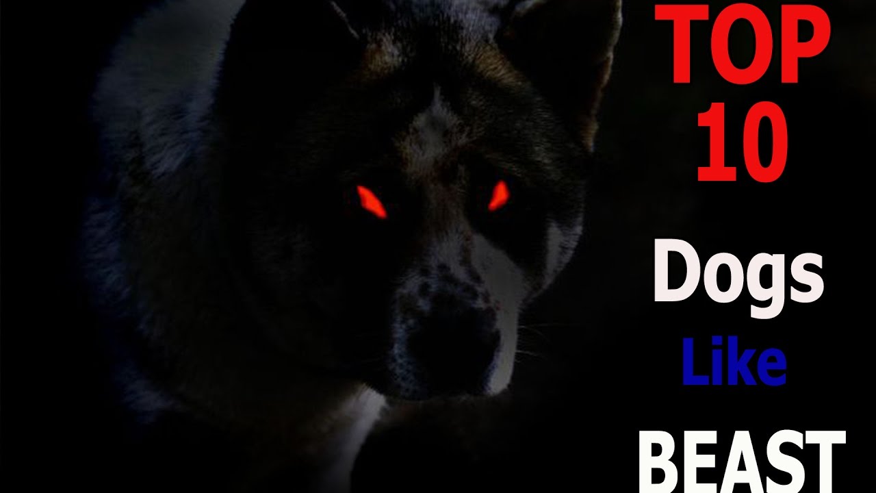 Top 10 dogs that look like beast | Top 10 animals - YouTube