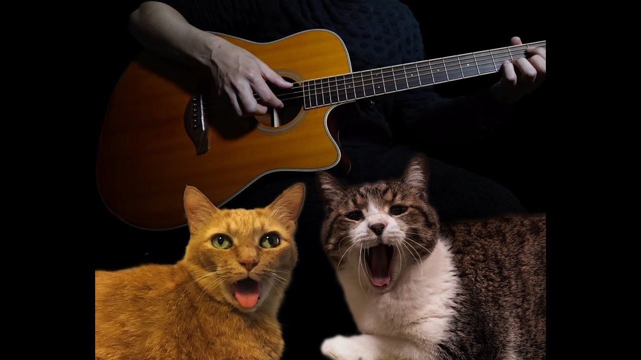 Blackbird (Acoustic Guitar Cover) – Featuring My Cats - YouTube