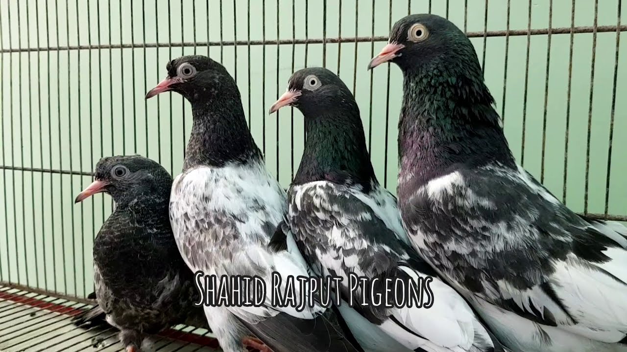 Shahid Rajput Pigeons Taddy Taddy Taddy Taddy Taddy Taddy Pigeons - YouTube