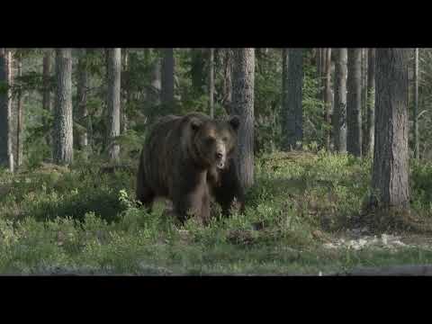 BÜYÜK BOZ AYI-ORMANDA DOLAŞAN -BÜYÜK AYI-A big brown bear walks in the old forest  4K HDR