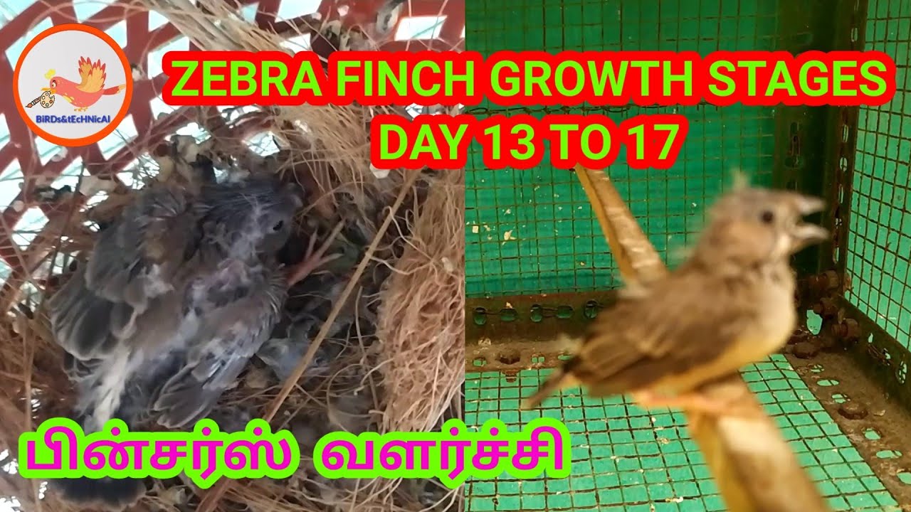 Zebra finch growth stages Day 13 to 17-BiRDs&tEcHNicAl - YouTube