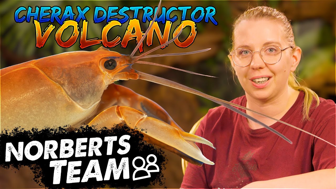 SCHÖN & GROSS – DER VOLCANO YABBY | NORBERTS TEAM | Zoo Zajac - YouTube