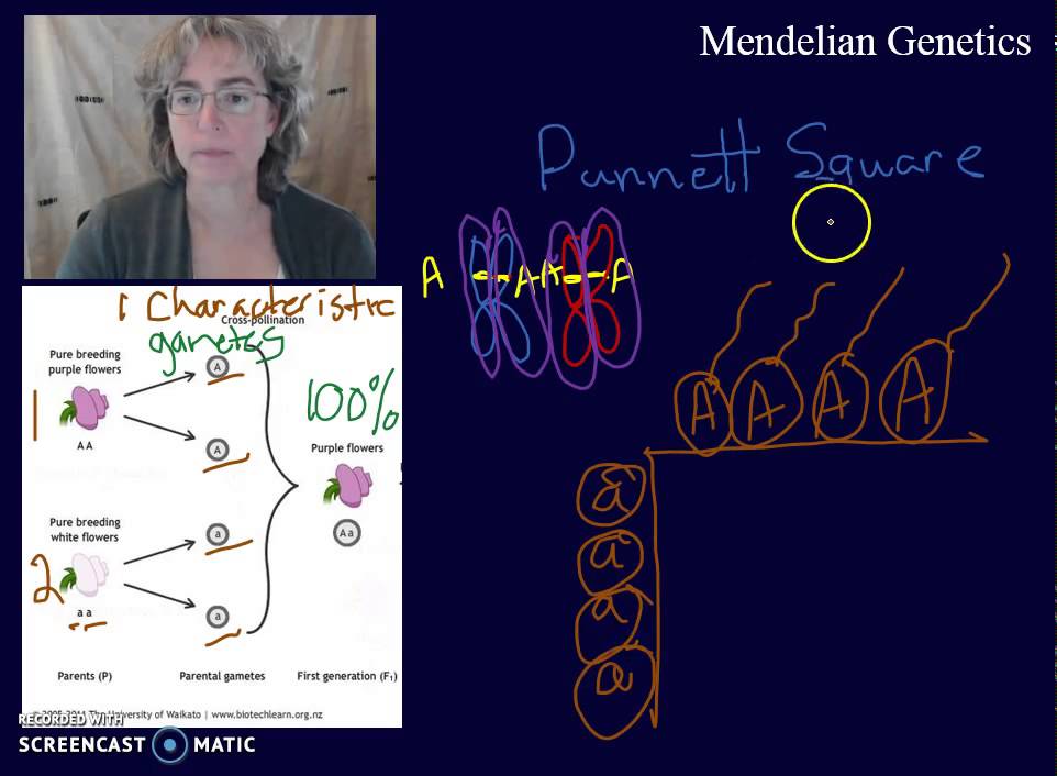 Inheritance Mendelian genetics dihybrid cross (1) - YouTube