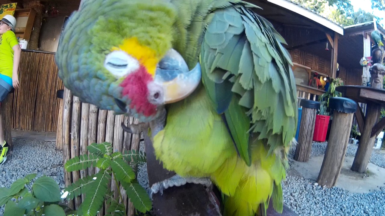 Cute Parrot at Zip Line Park on Roatan Island, Honduras - YouTube