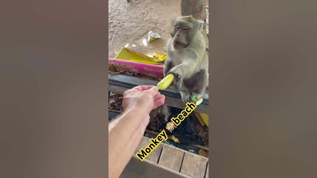 Обезьяна ест банан 🍌 Youtube