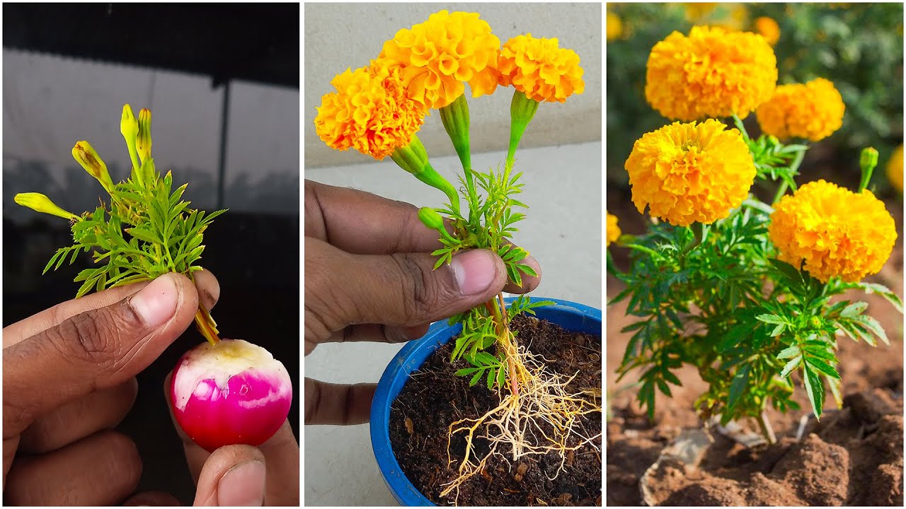 How to grow merry gold plant at home from cutting || Best & easy method ...