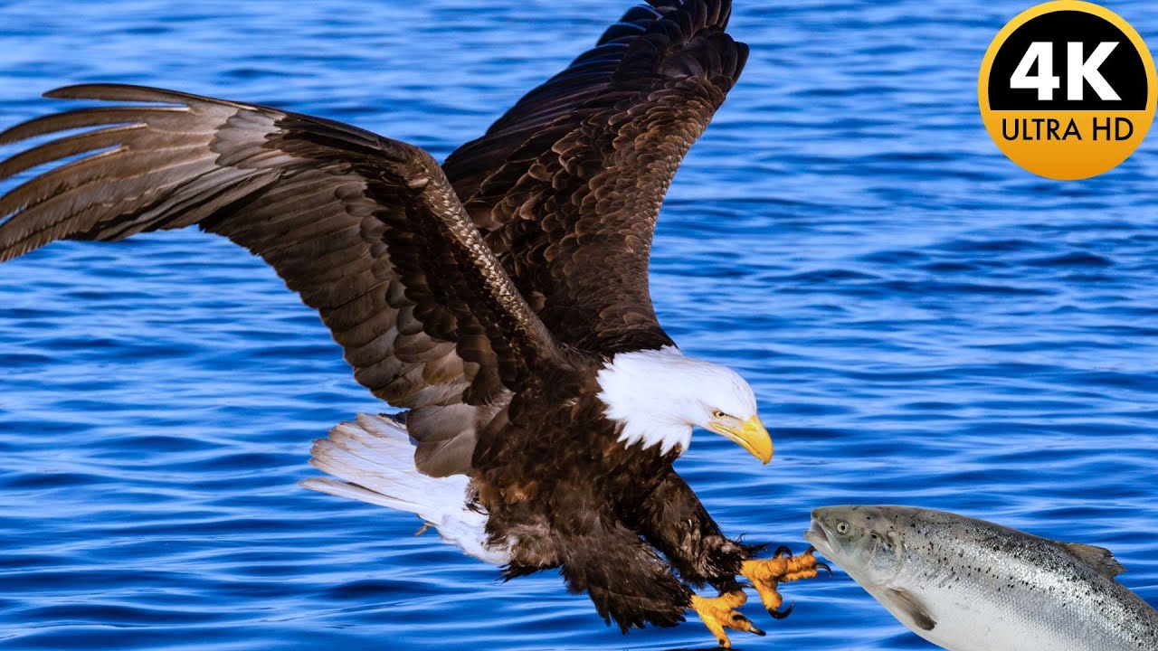 Explore birds that symbolize strength and power - YouTube