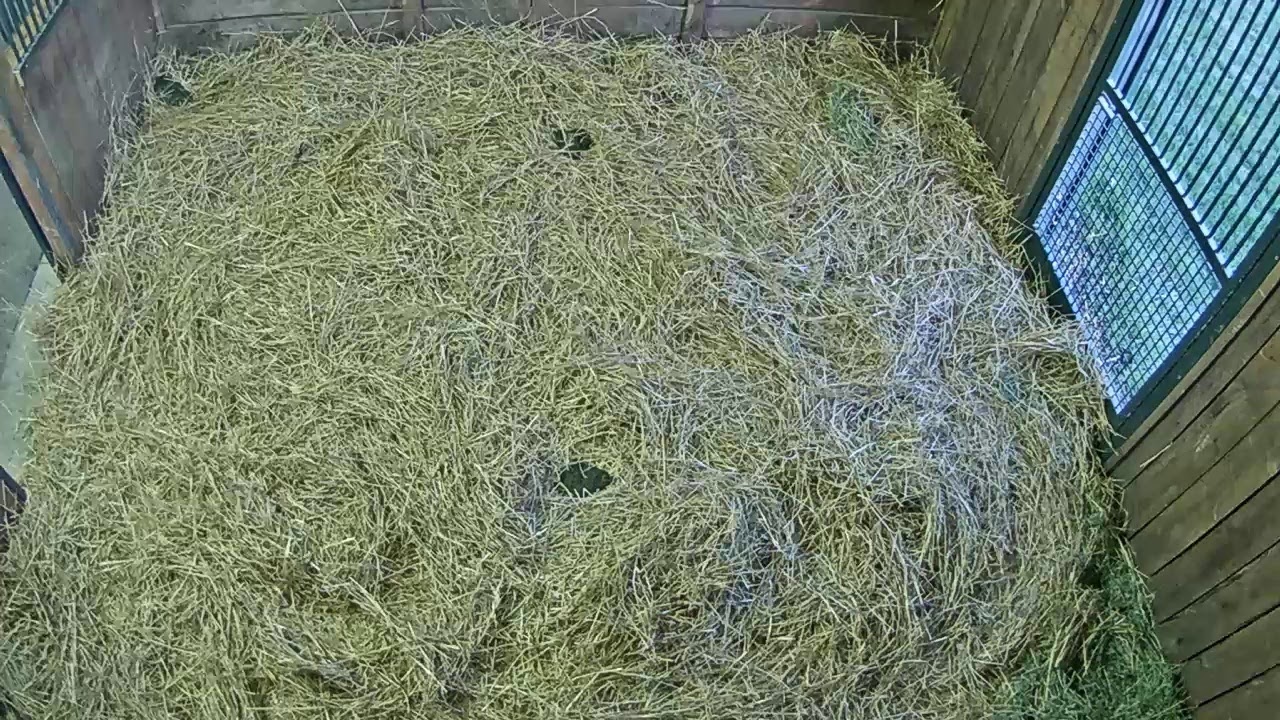 Miss Always Ready at Three Chimneys in Versailles KY - YouTube