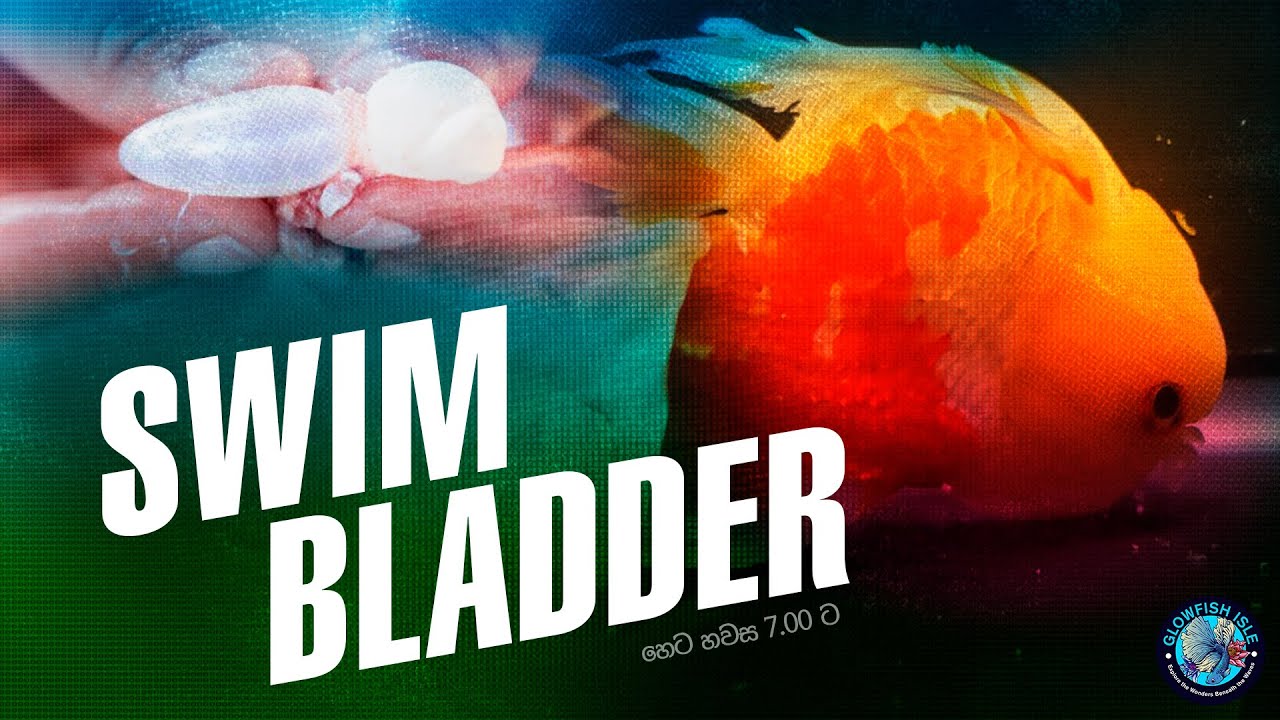 Swim Bladder (Trailer) - YouTube