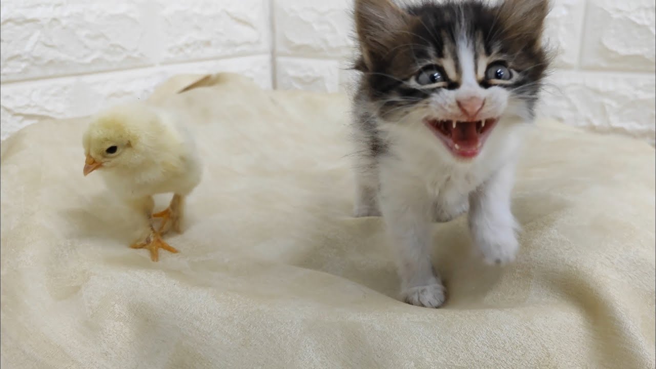 Adorable Kitten and Chick Bonding? You Won't Believe What Happens Next ...
