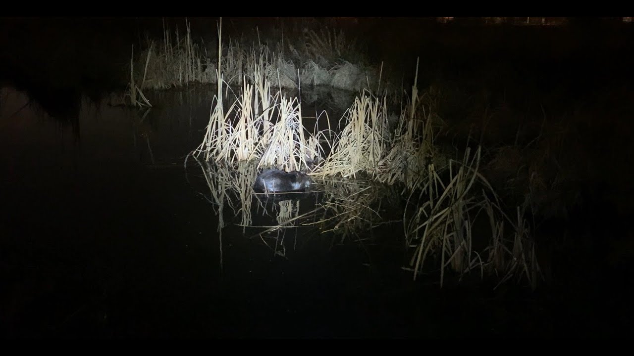 Nighttime Urban Beaver - Episode 2 - YouTube