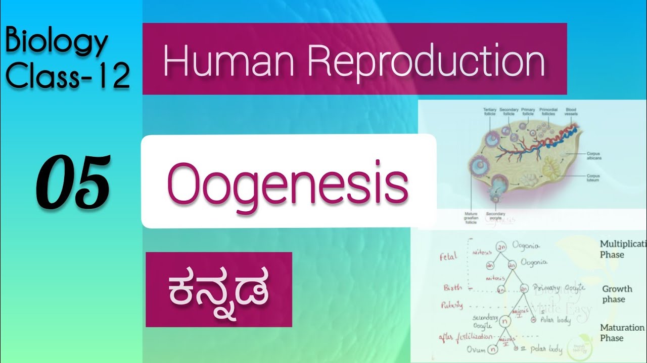 2PU|| OOGENESIS ಕನ್ನಡದಲ್ಲಿ Chapter-3 Human Reproduction Class12| 2 PU ...