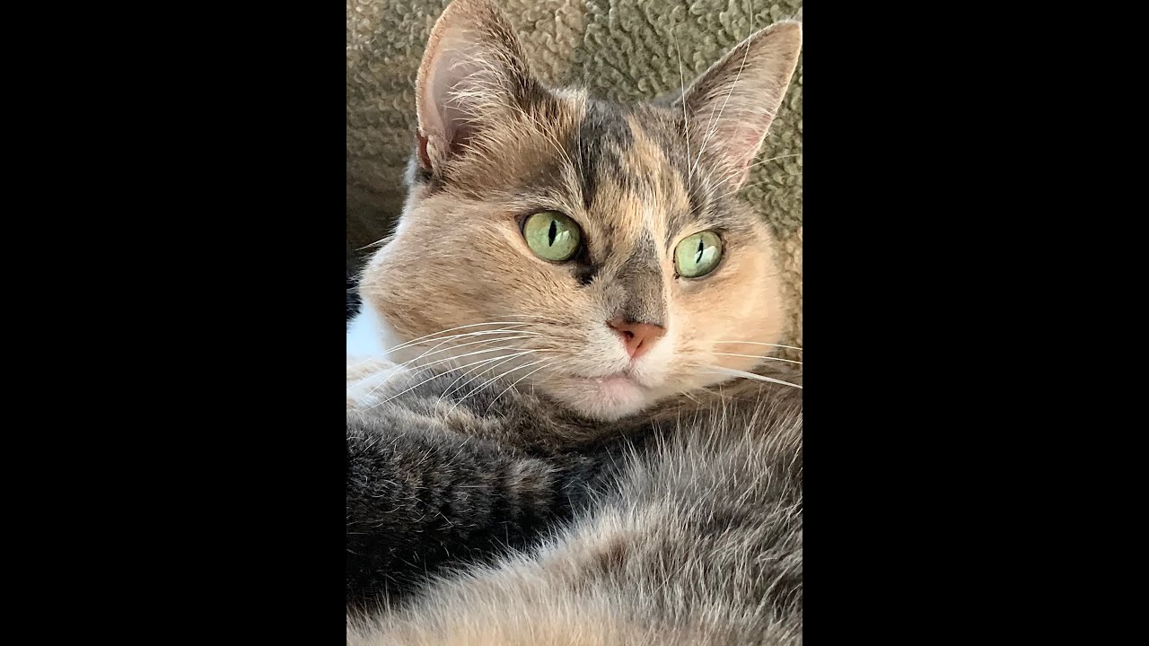 Kitten Roar - YouTube