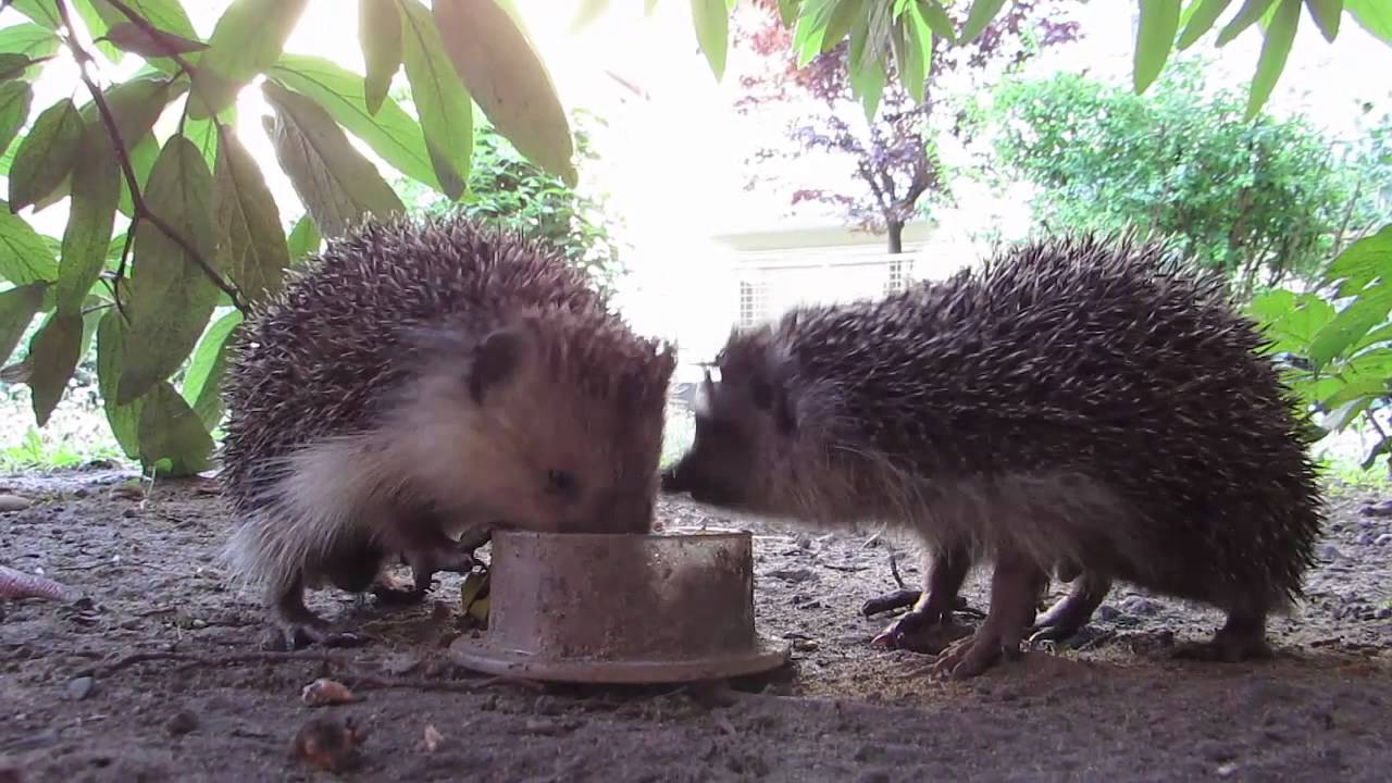 My hedgehog friends in the garden - YouTube