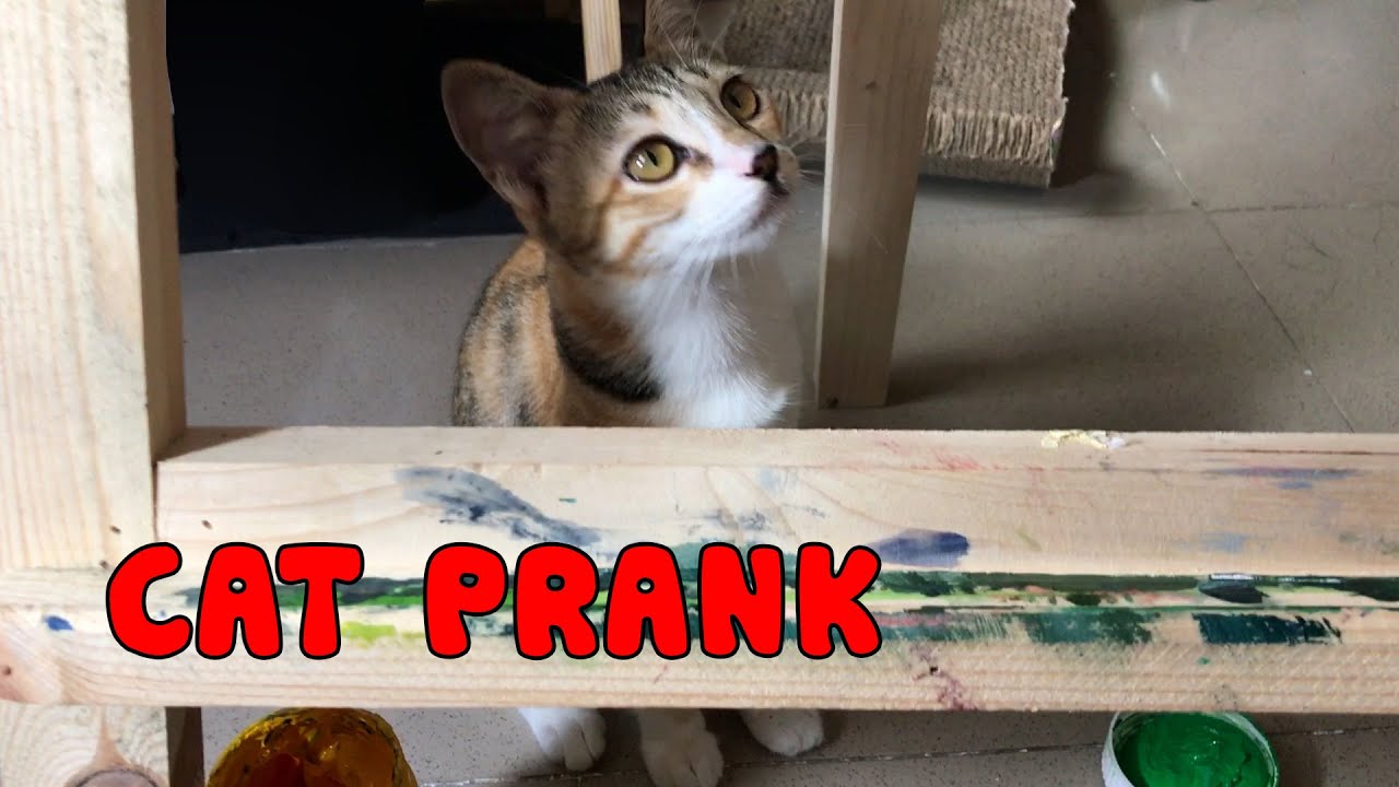 Cat troll prank me!!! Funny Kitten Meowing and talking Compilation ...