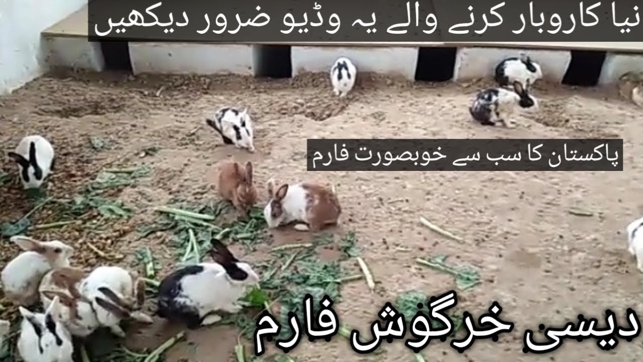 Best rabbit farm in pakistan | How to make rabbit cages | desi rabbit ...