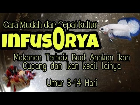 Cara Kultur infusoria dengan Mudah dan cepat pasti Bisa - YouTube
