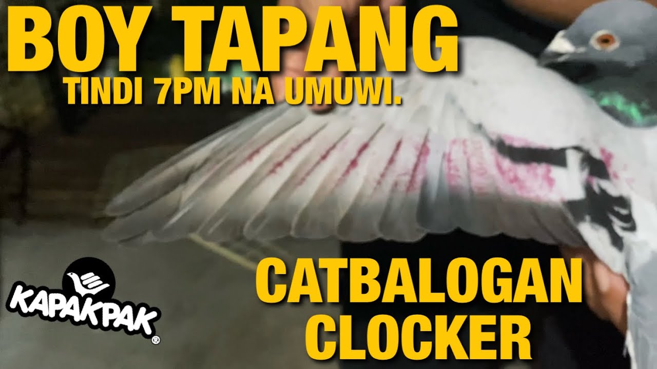BOY TAPANG (WPFC SUMMER 2024 CATBALOGAN CLOCKER) [NIGHT BIRD] - YouTube