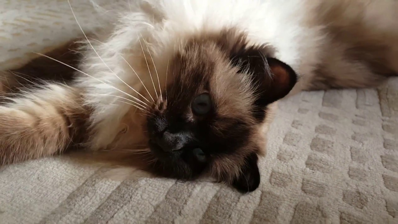 A Brighter Light - Cat, Sir Robin (Cat fan video!) - YouTube