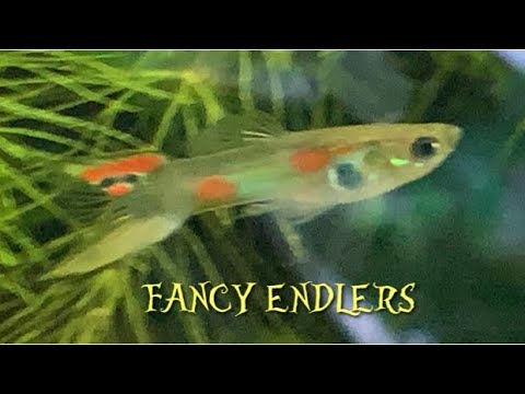Fancy Endlers - YouTube