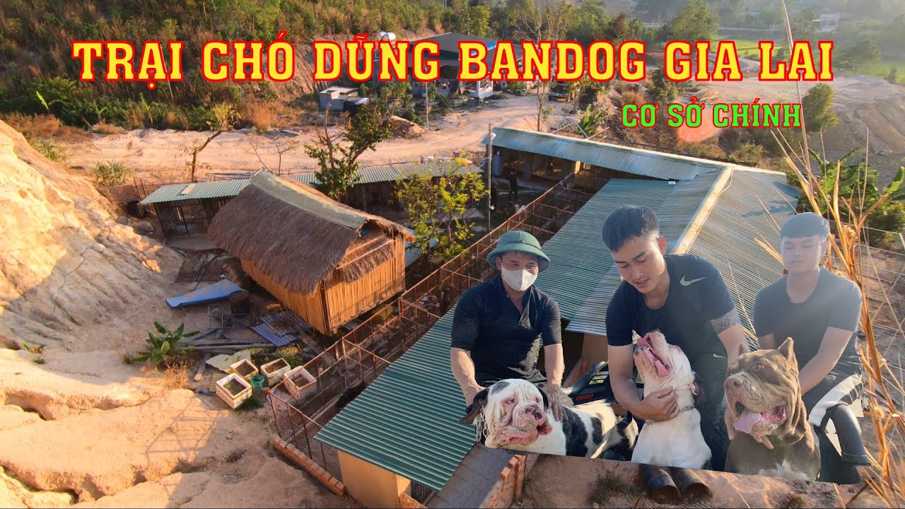 Cơ Sở 1 | Trại Chó Dũng Bandog Gia Lai | Rộng Rãi - Sạch Sẽ -Thoáng Mát ...
