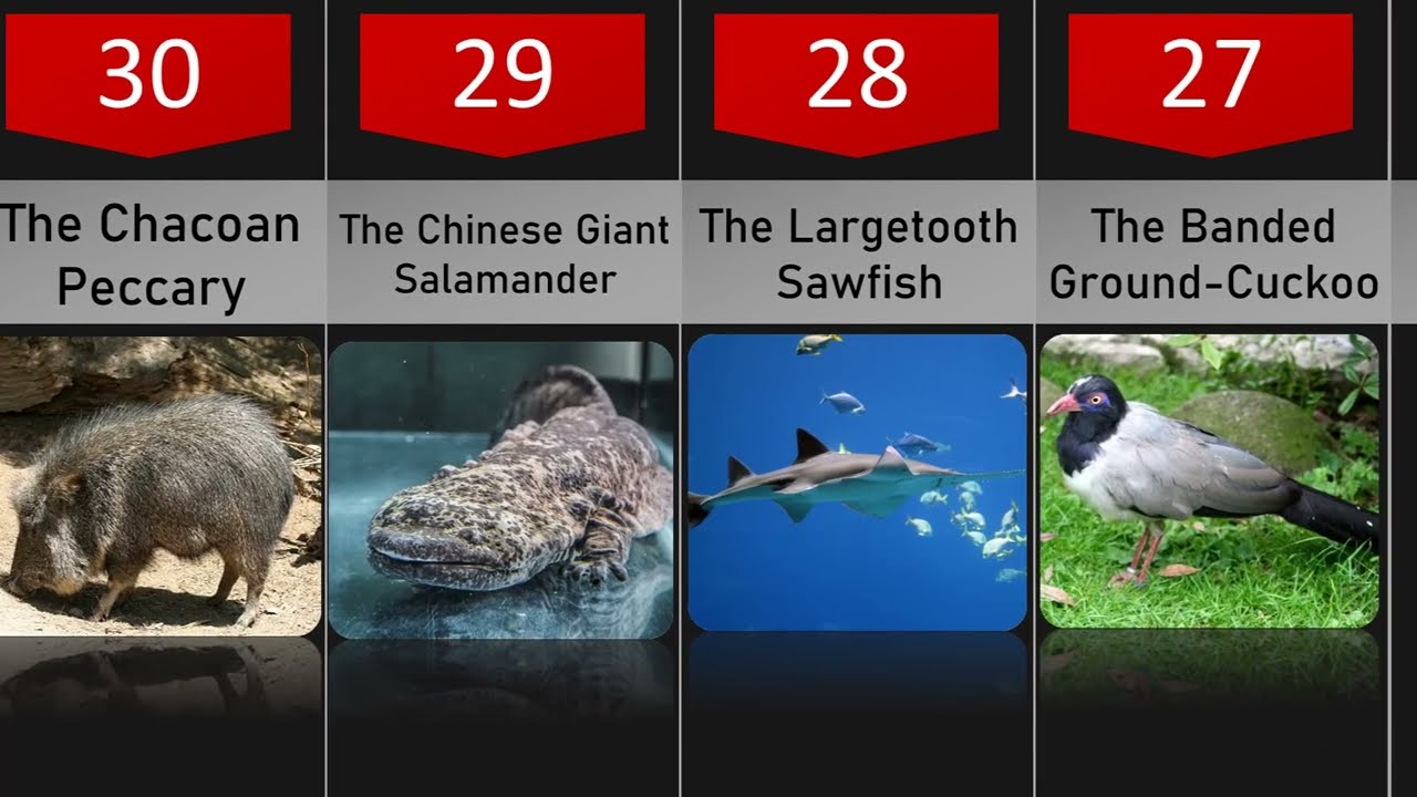 The 30 Rarest Animals on the Planet - YouTube